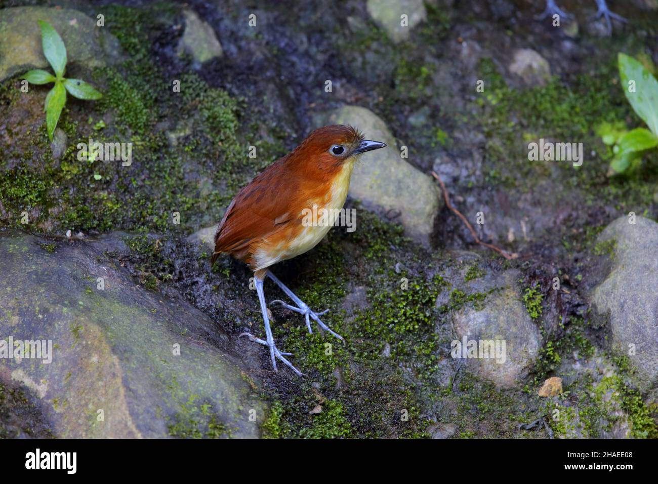 Yellow-breasted antpitta (Grallaria flavotincta Stock Photo - Alamy