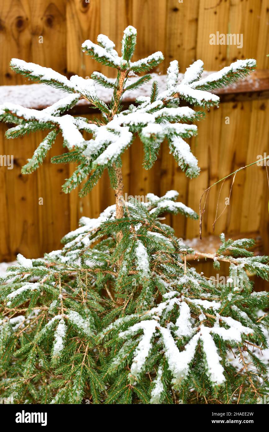 Christmas Tree in Garden with the first Snow of Winter November 2021 ...