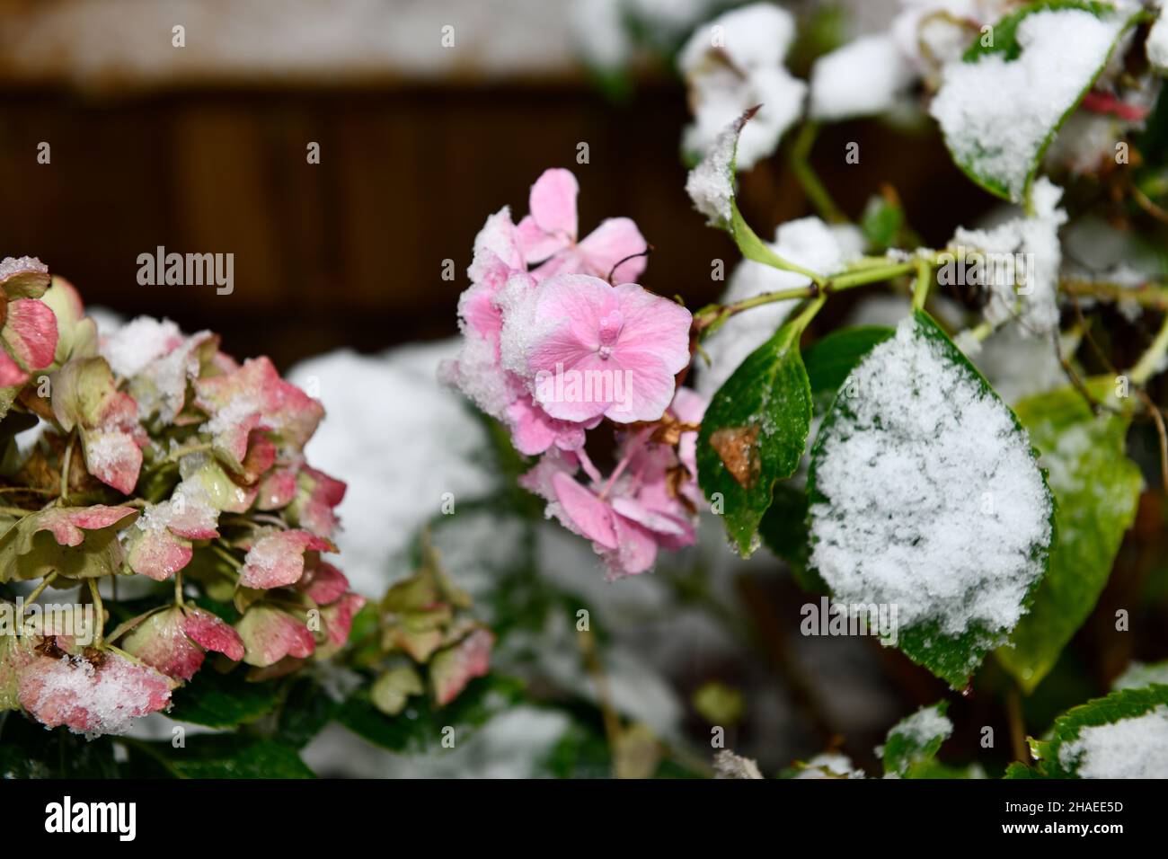 Hydrangea Plant in the first Winter Snow November 2021 Oxfordshire uk ...