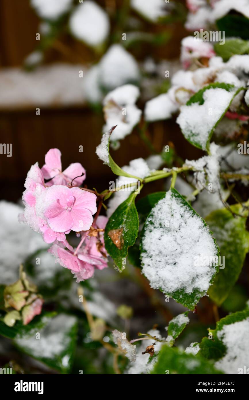 Hydrangea Plant in the first Winter Snow November 2021 Oxfordshire uk ...