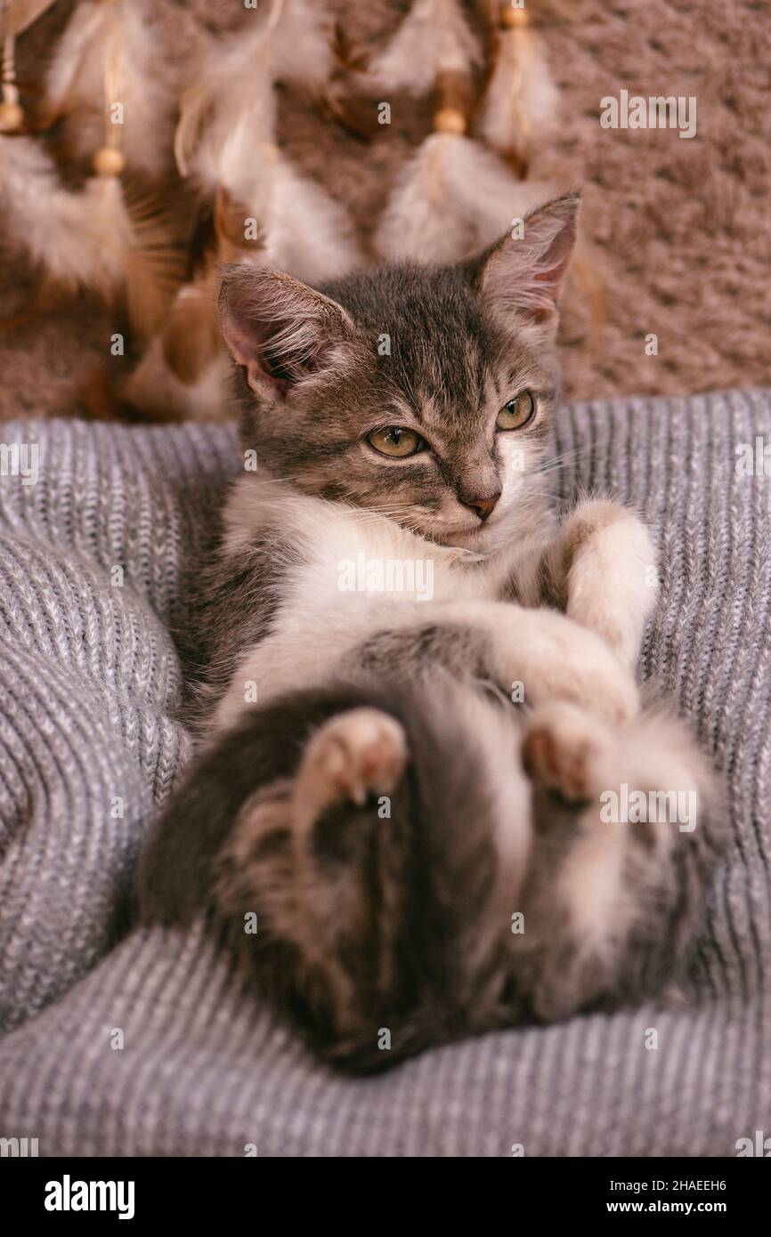 Lazy cat sleep in soft cozy bed. Sleeping funny cat. Lazy cat relaxing ...