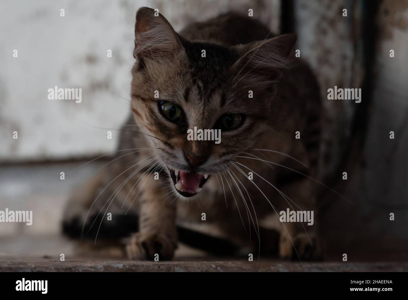 Portrait of an angry cat in the yard close-up Stock Photo - Alamy