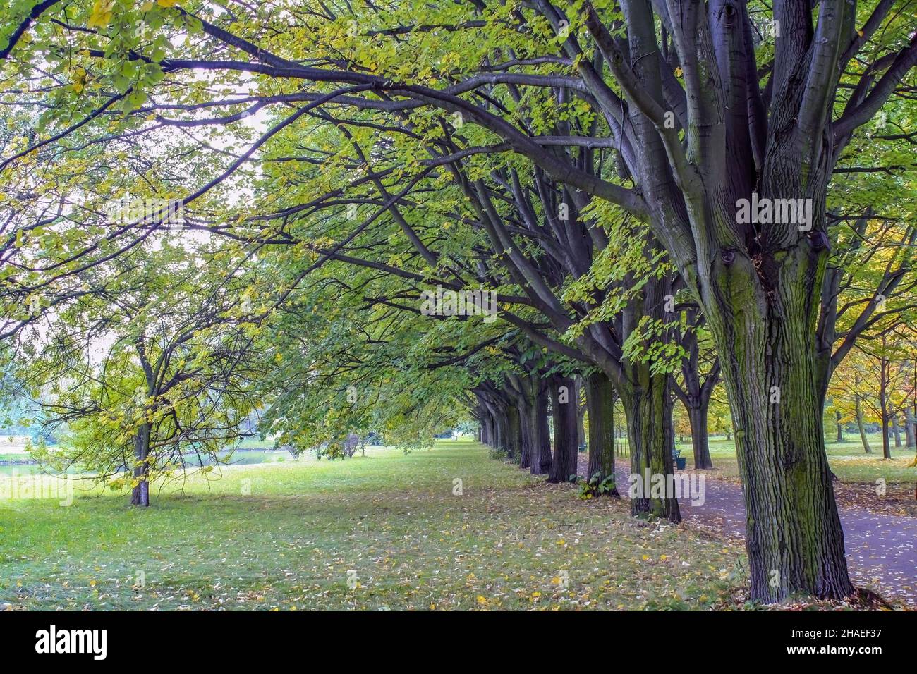 A beautiful shot of some trees in a forest during the day Stock Photo ...