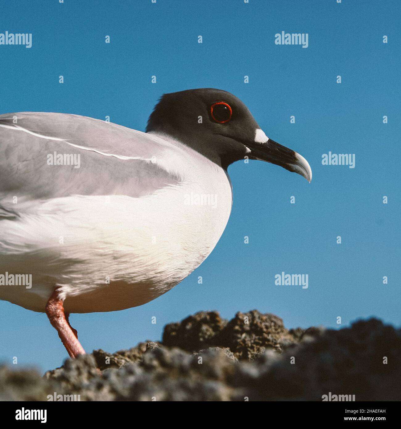 A swallow-tailed gull on the rocks Stock Photo - Alamy