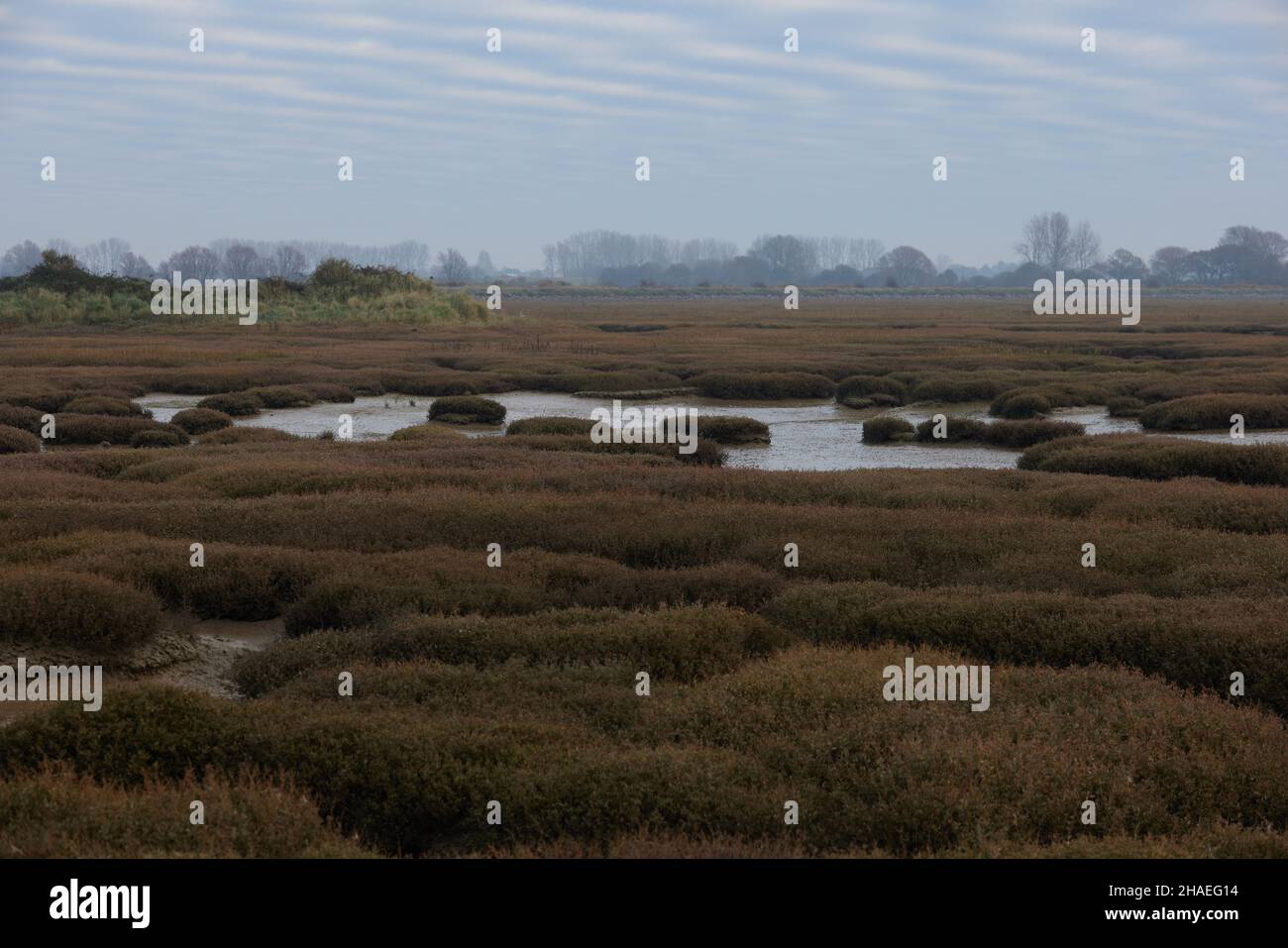 Marsh plants and mudflats seen in Pagham Harbour Nature Reserve at low ...