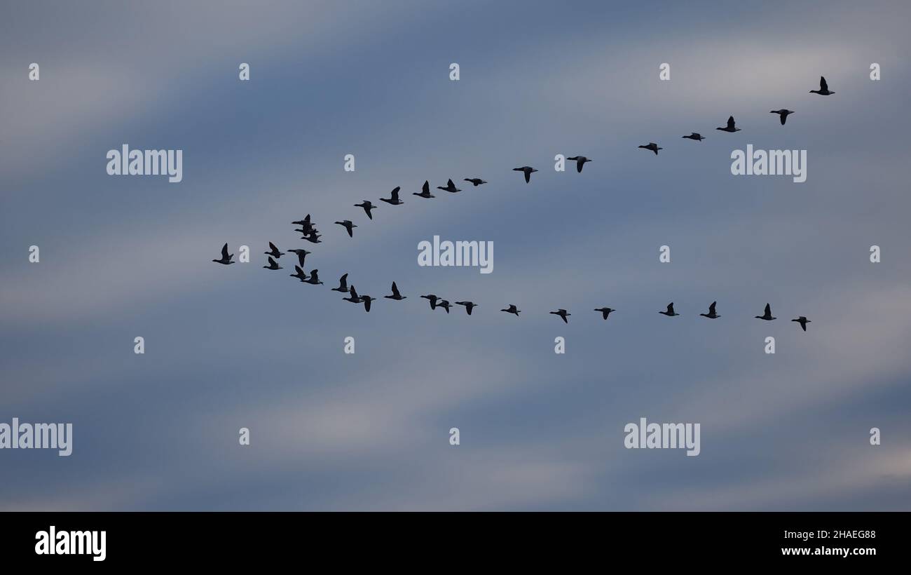 Brent geese seen flying in a v-shape Stock Photo - Alamy