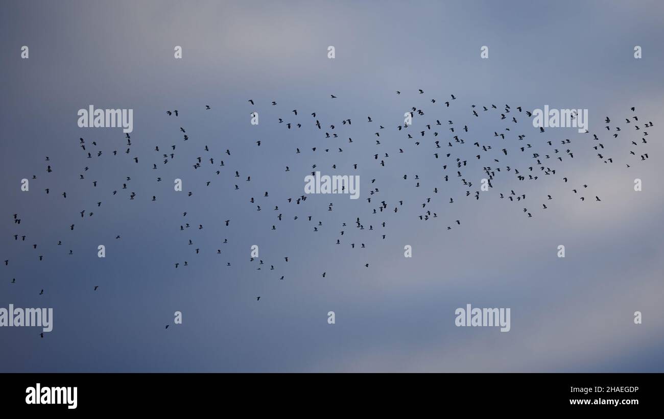 Lapwings Flying In Sky High Resolution Stock Photography and Images - Alamy