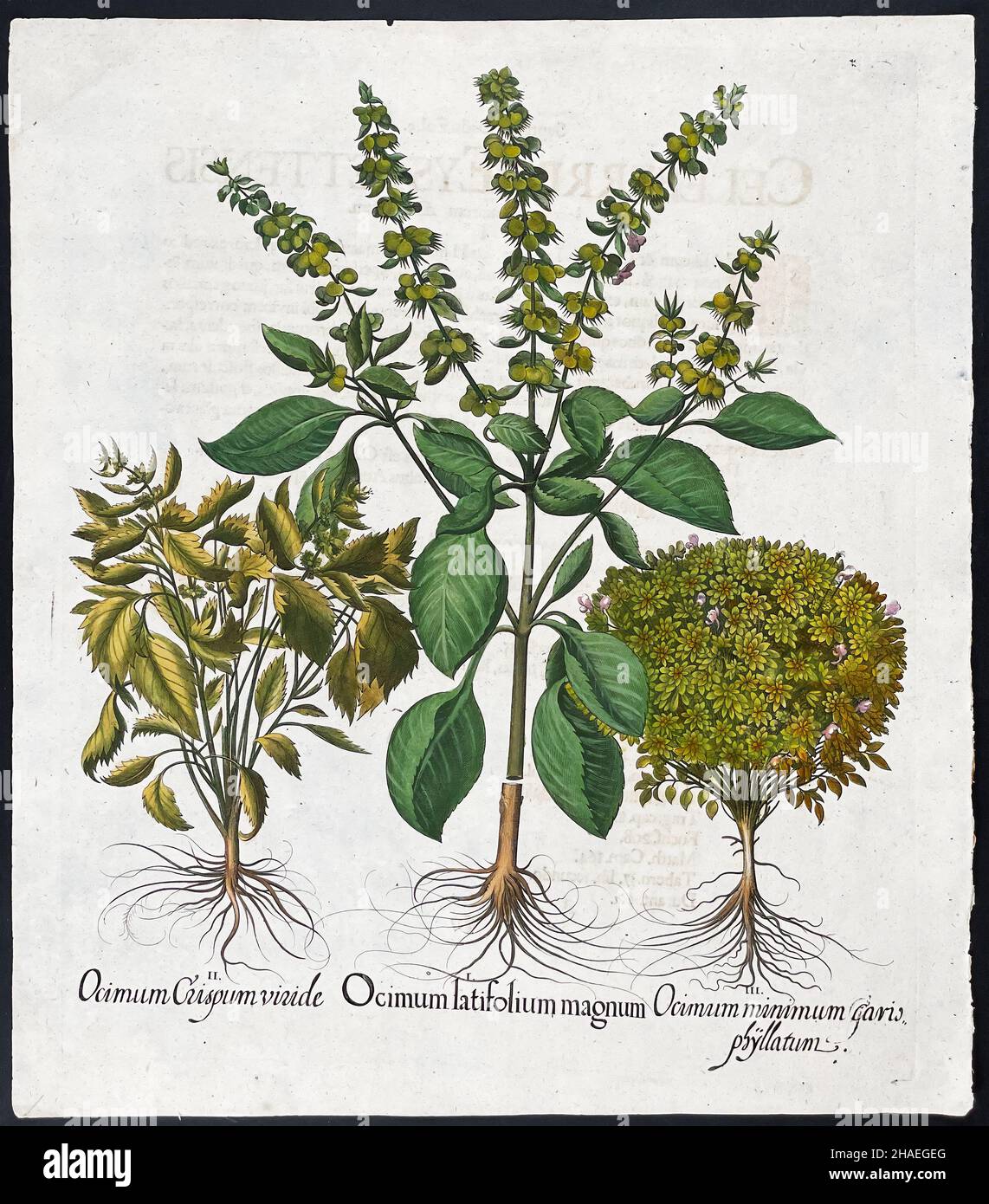 Ocimum minimum caryophyllatum hi-res stock photography and images - Alamy