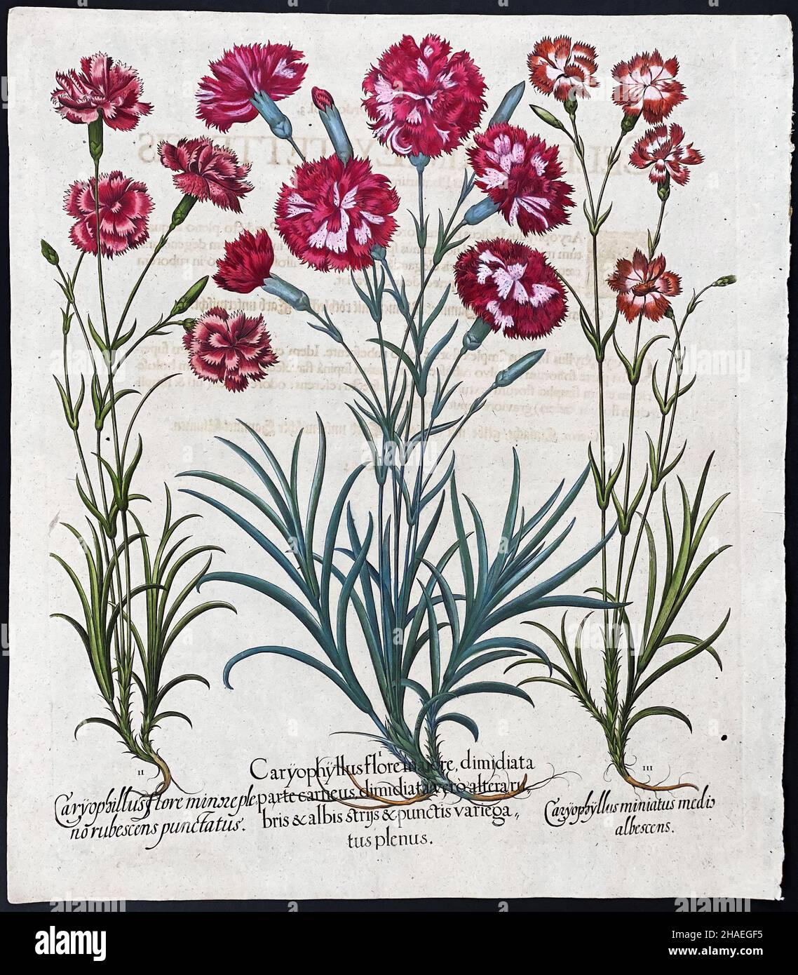 Carnation botanical illustration hi-res stock photography and images ...