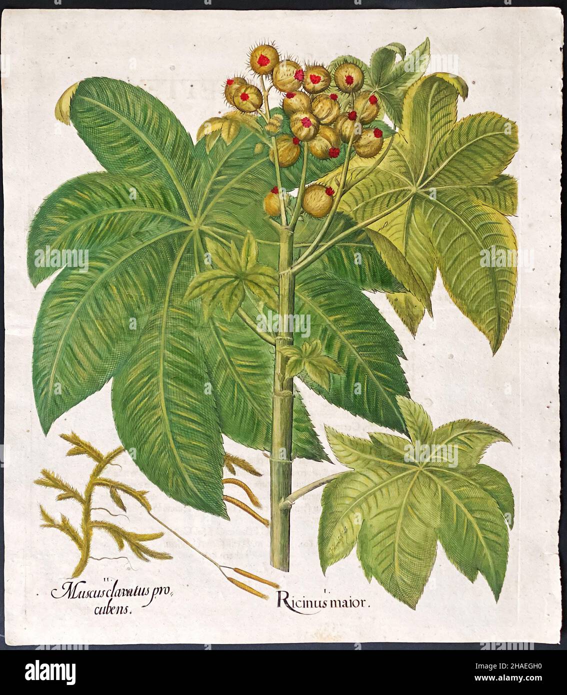 Bean plant drawing hi-res stock photography and images - Alamy