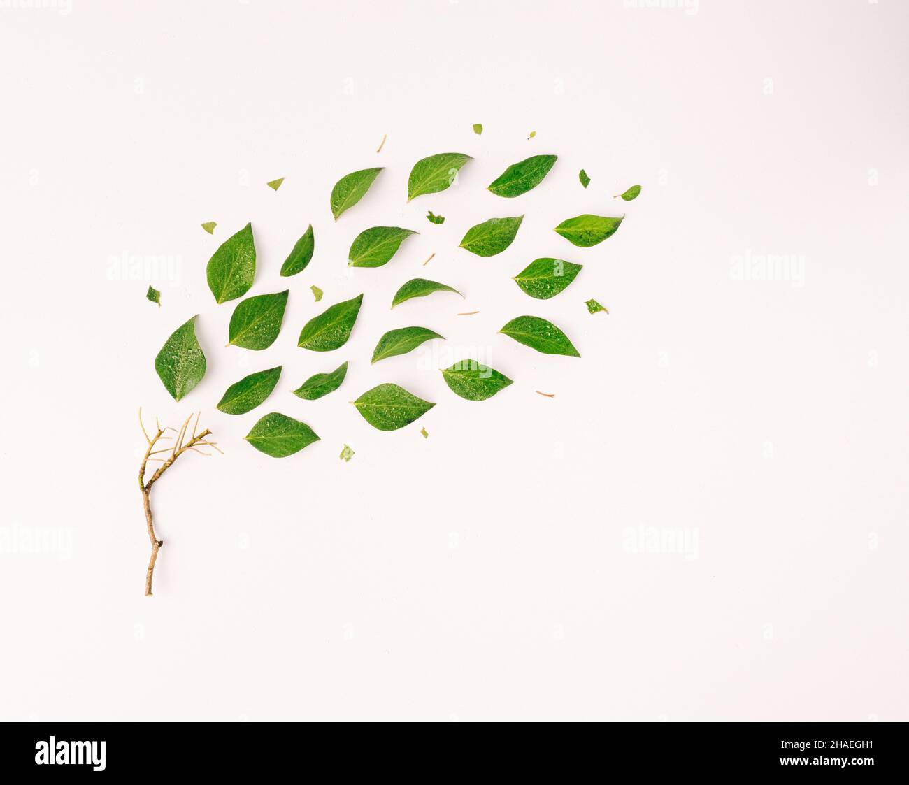 Green Leaves Blowing In Wind