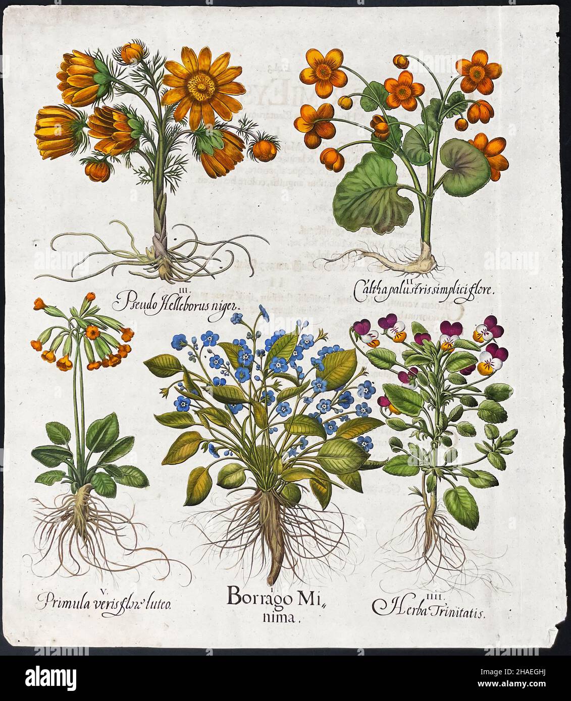 Hellebore, Marigold, Primrose, Borage or Starflower; Pseudo Helleborus ...