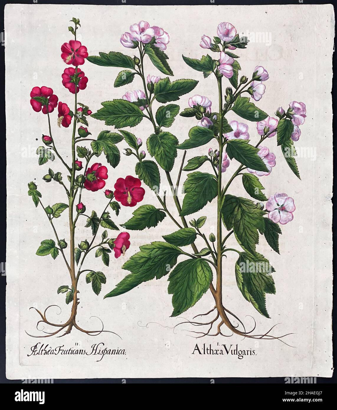 Althaea vulgaris hi-res stock photography and images - Alamy