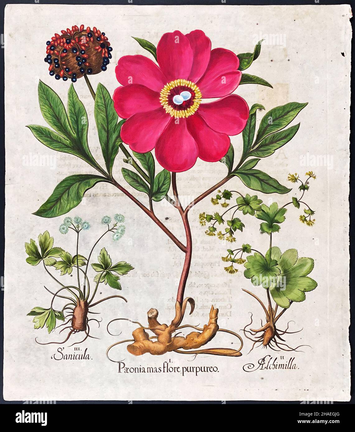 Drawing of sanicle hi-res stock photography and images - Alamy