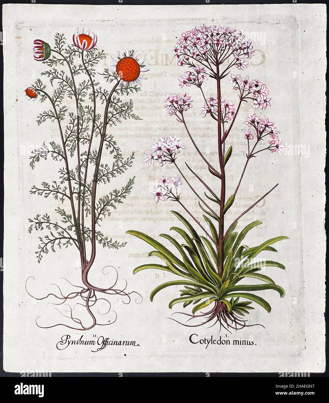 Pyrethrum Officinarum, Cotyledon minus – Art by Basilius Besler (1561 ...