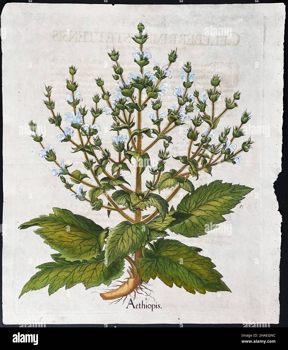 Basilius besler hi-res stock photography and images - Alamy