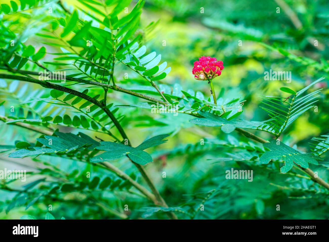Kolkata botanical garden hi-res stock photography and images - Alamy