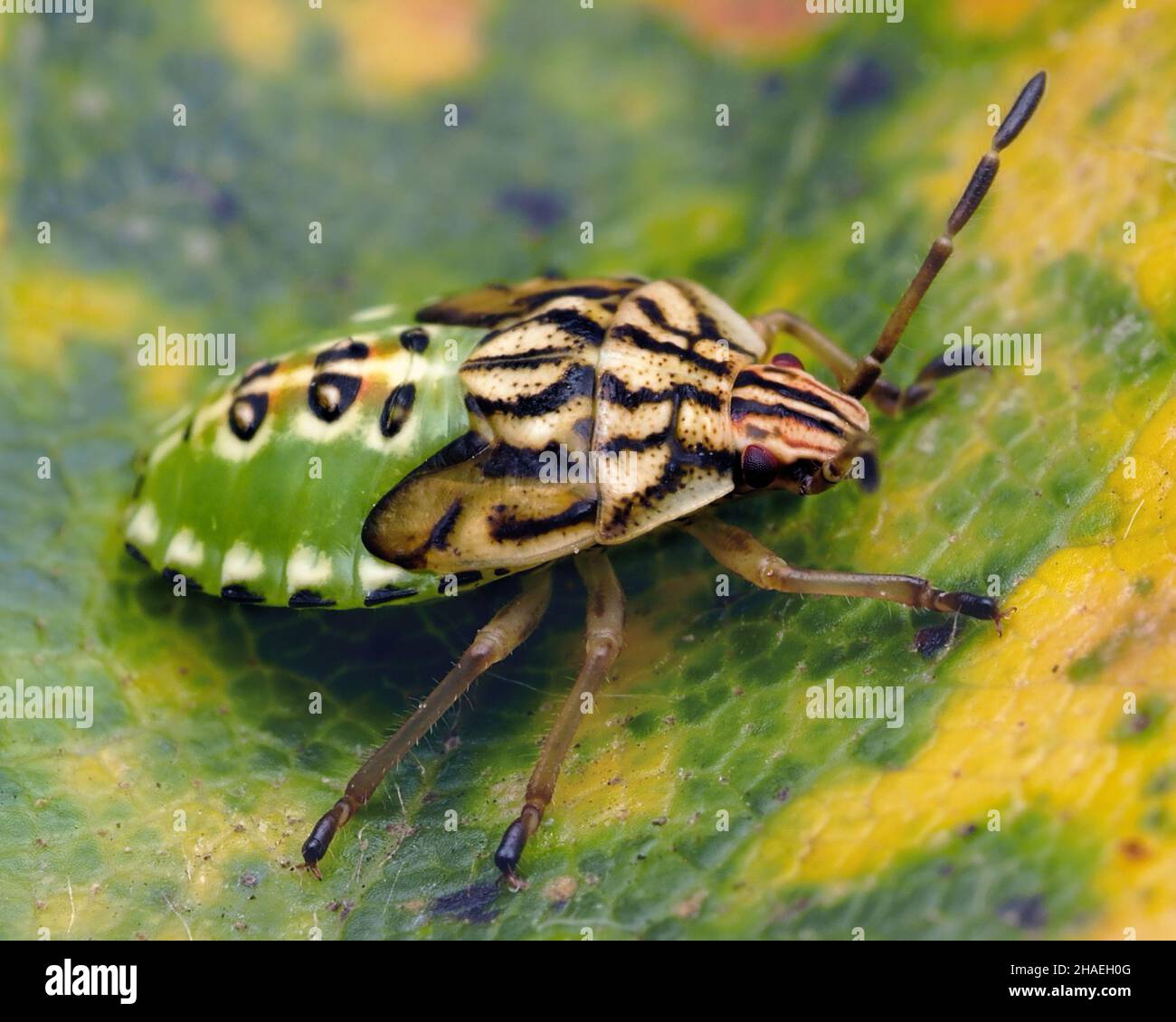 Parent Bug final instar nymph (Elasmucha grisea). Tipperary, Ireland ...