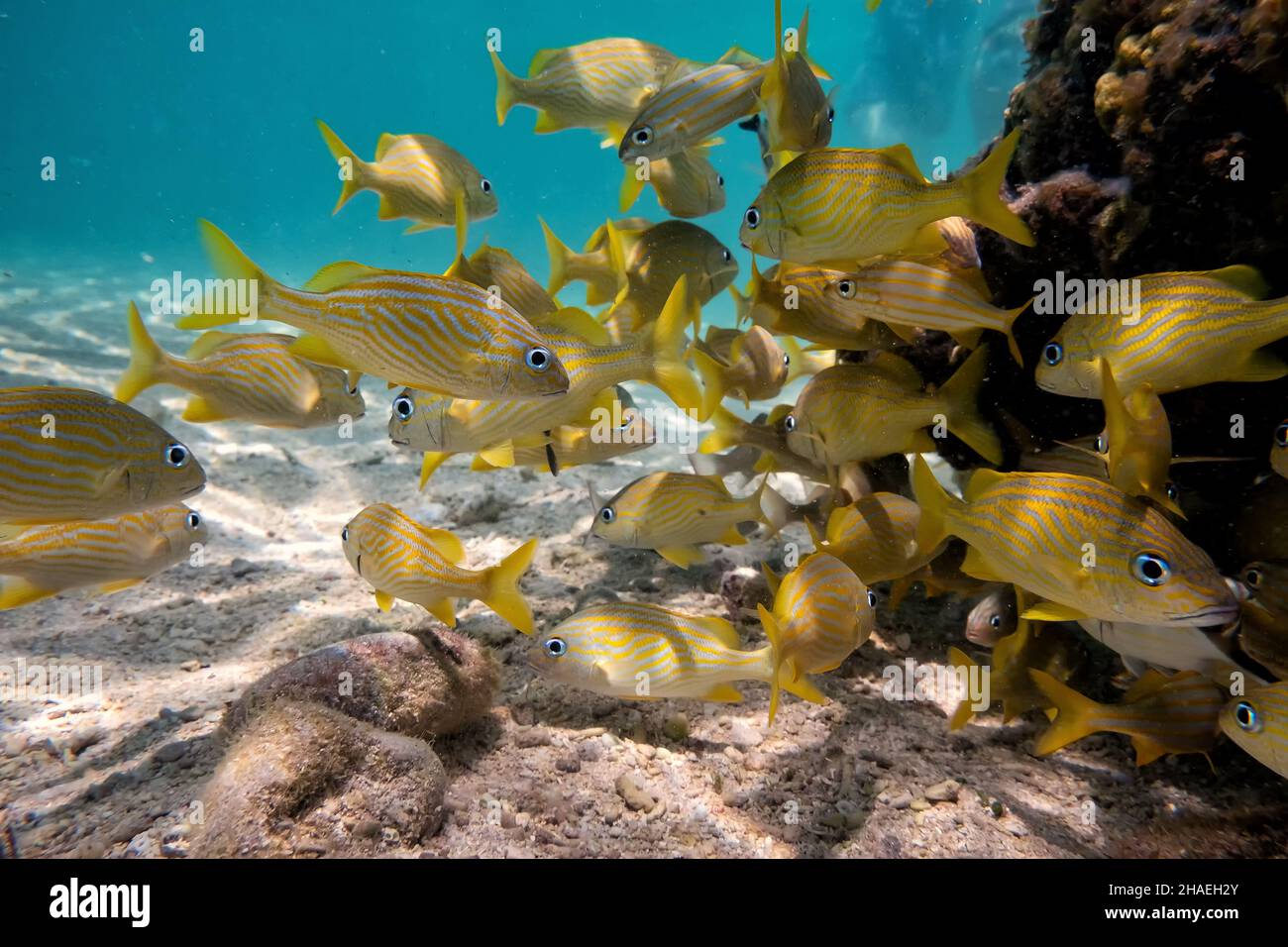 School of yellow french grunt fish in the caribbean shot underwater ...