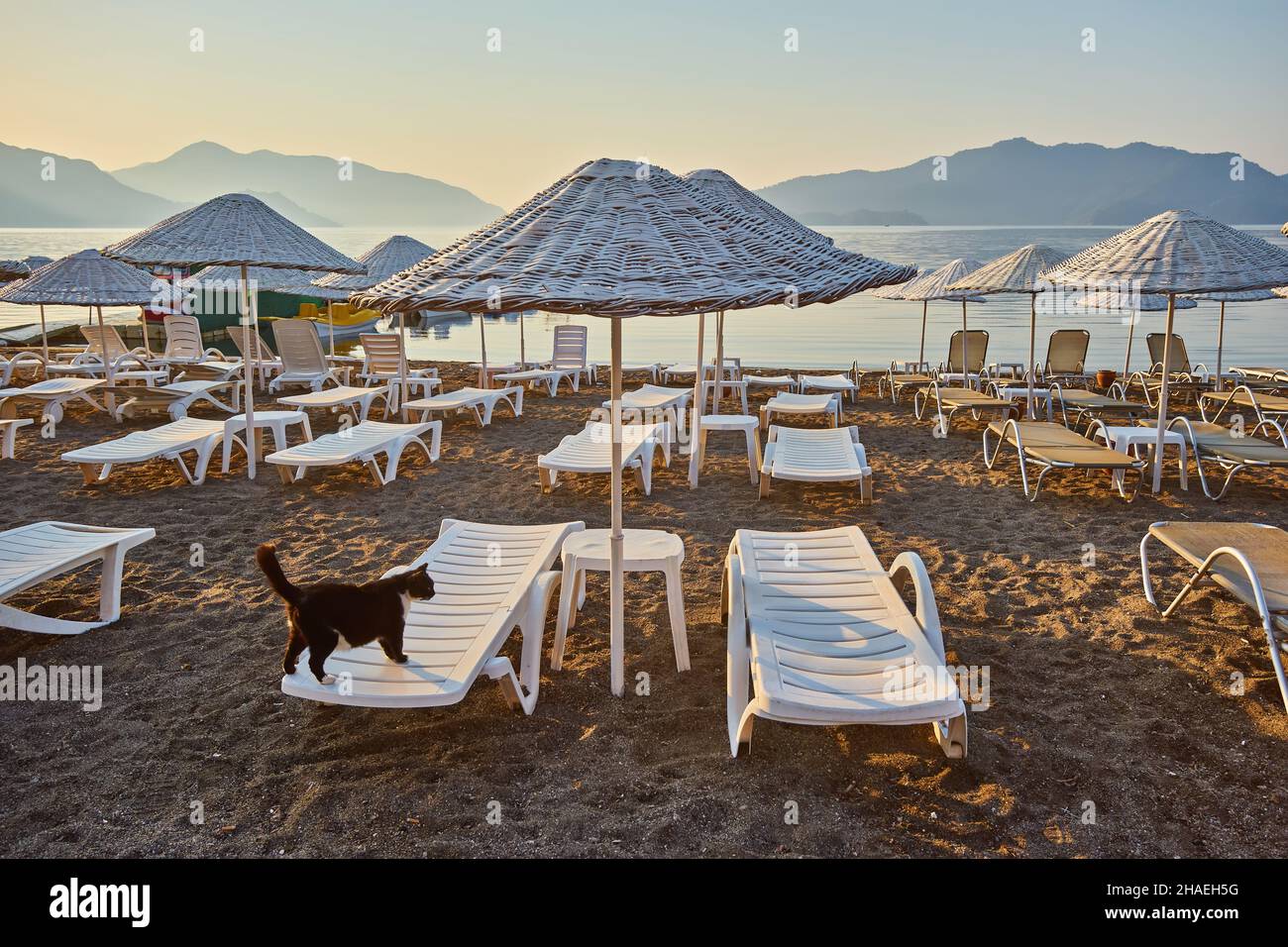 The cat lies on a sunbed. Morning in the Turkish resort, many empty sun ...