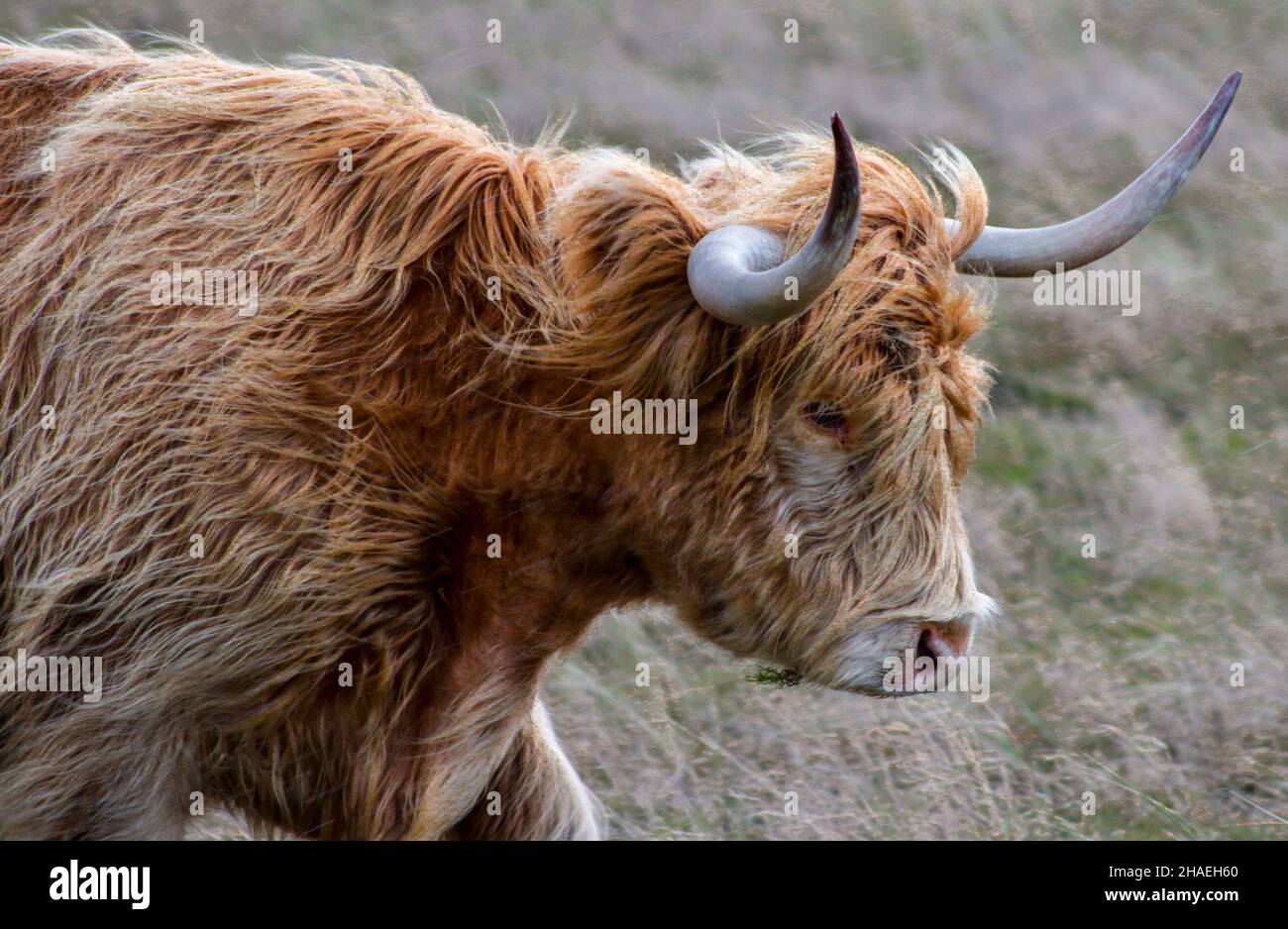 A closeup of a highland cow grazing in the meadow on a windy day Stock ...