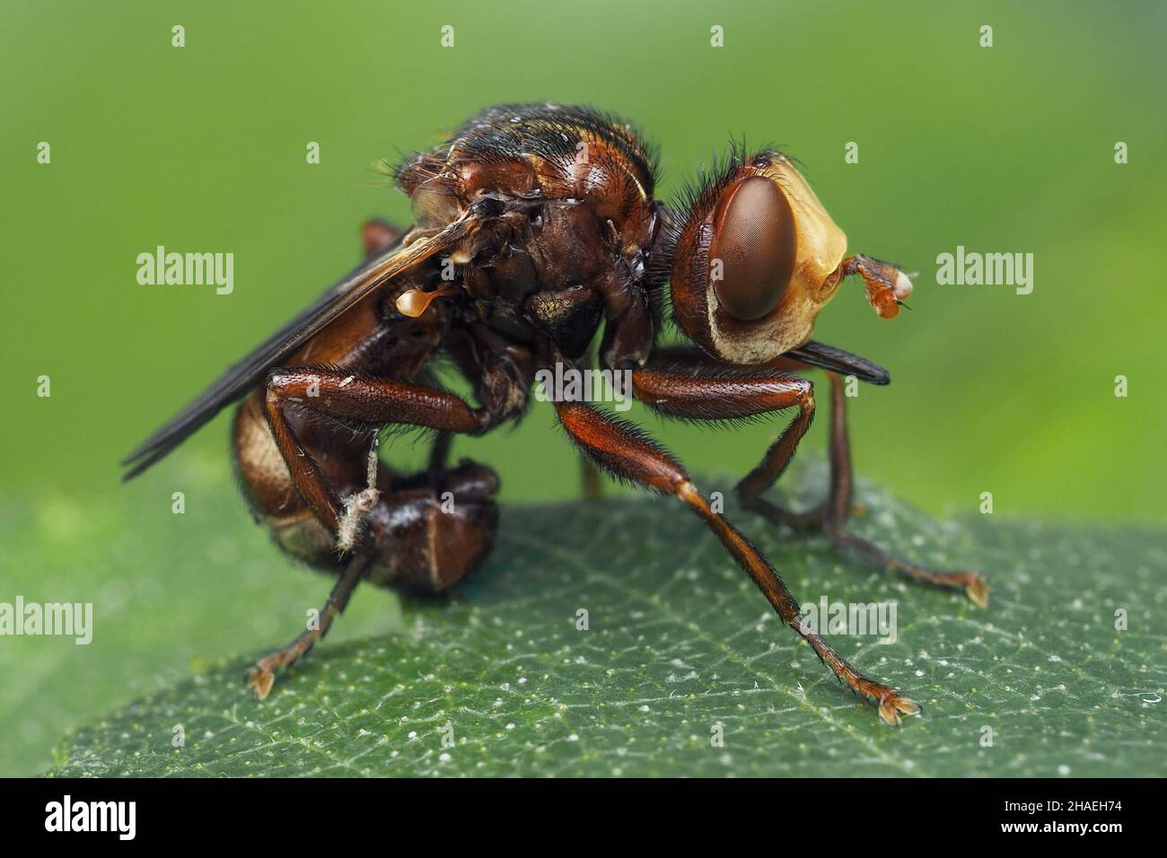 Conopid Fly High Resolution Stock Photography and Images - Alamy