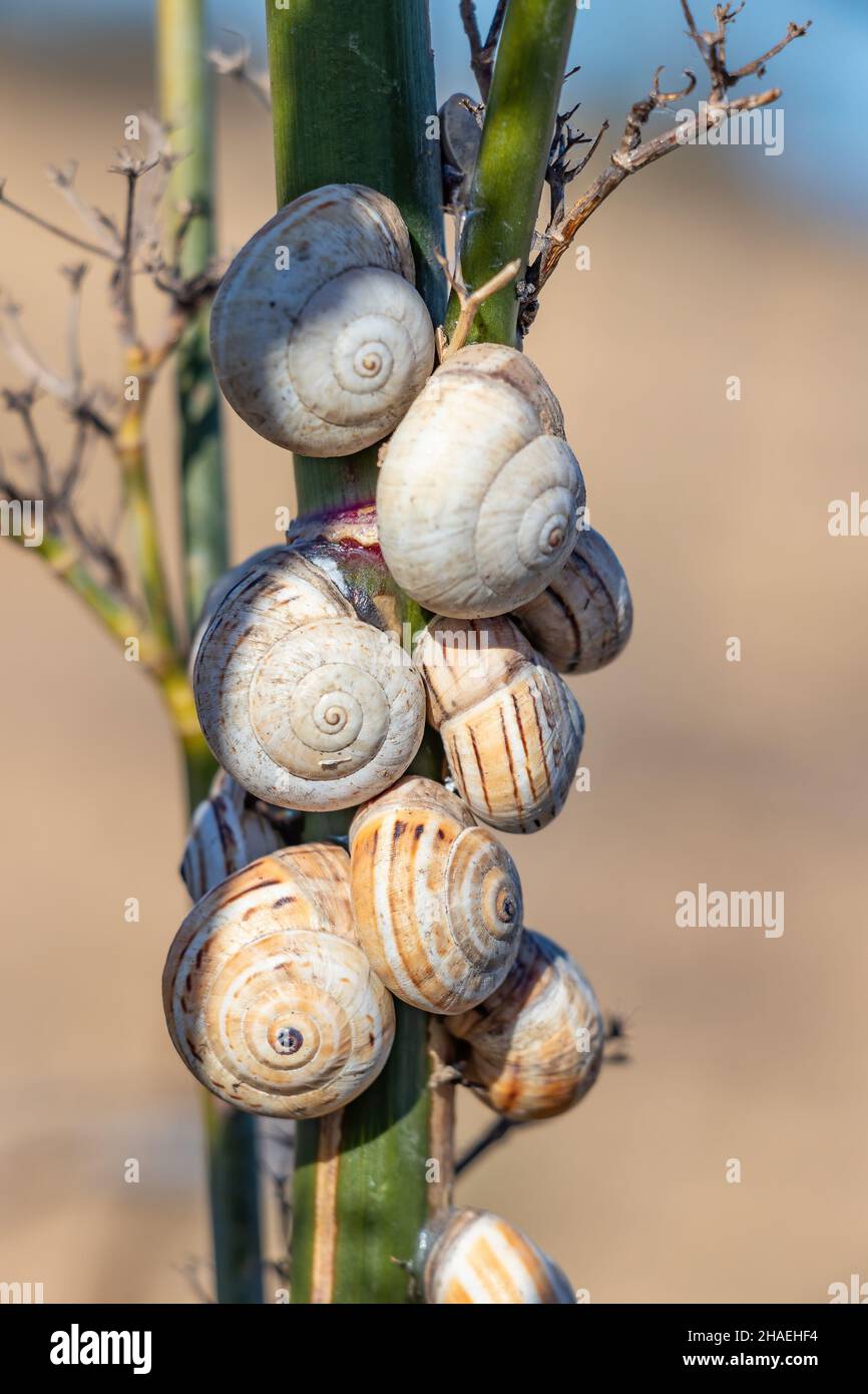 Snails in nature clinging to a branch in the field. Snails are highly ...