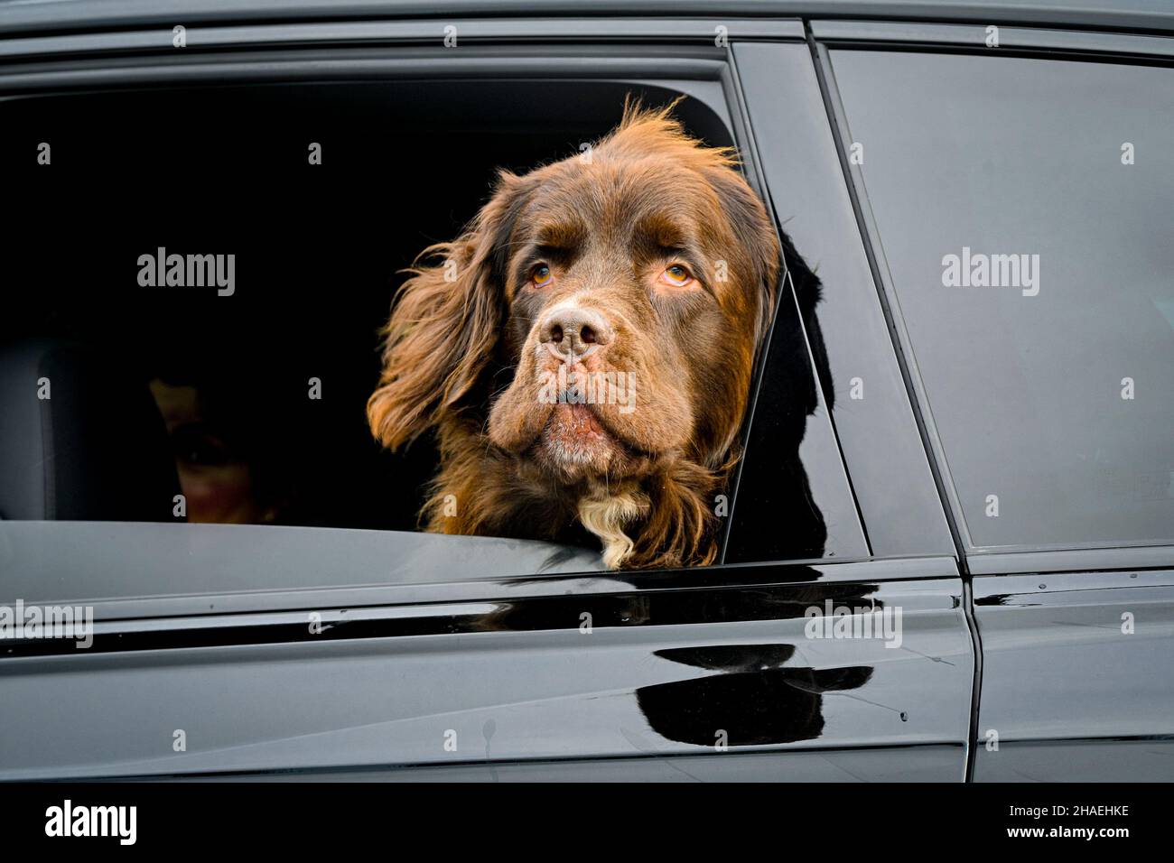 Irish Setter cross breed dog in car window Stock Photo - Alamy