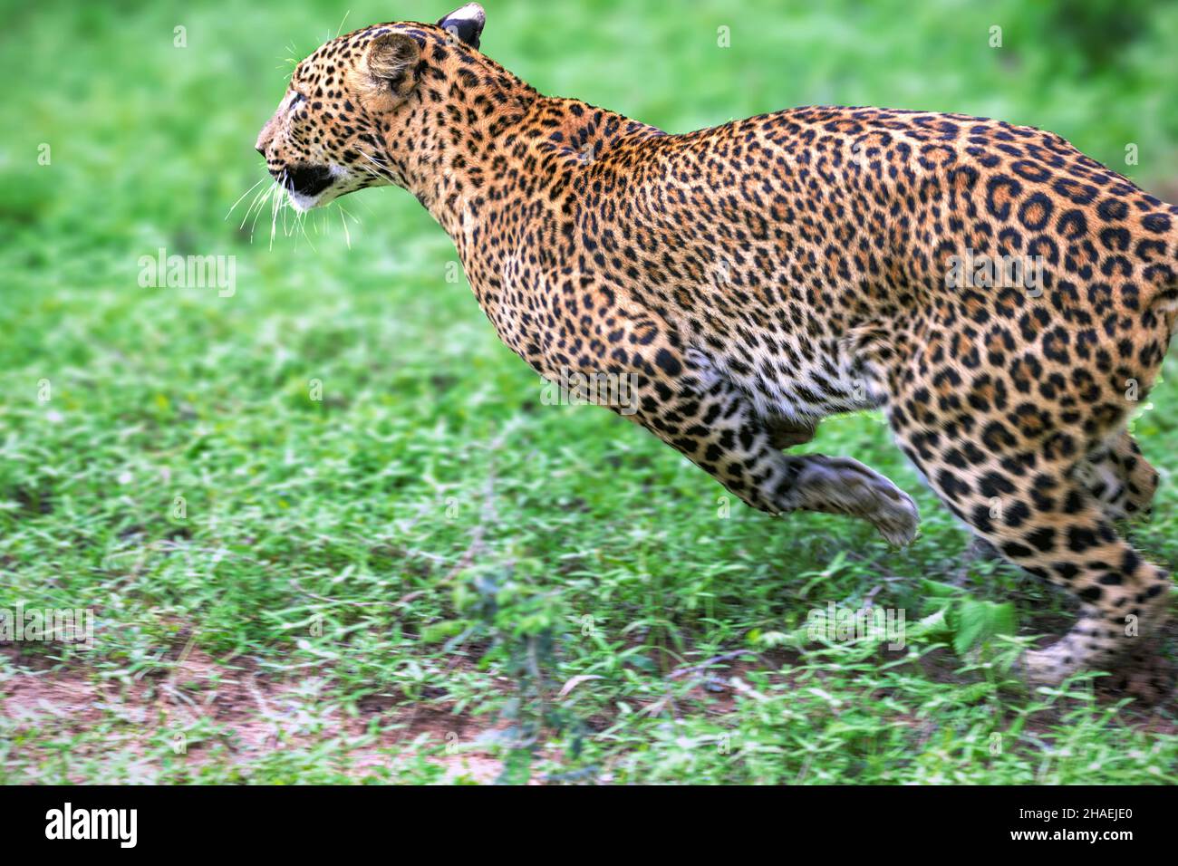 Leopard running sri lanka hi-res stock photography and images - Alamy
