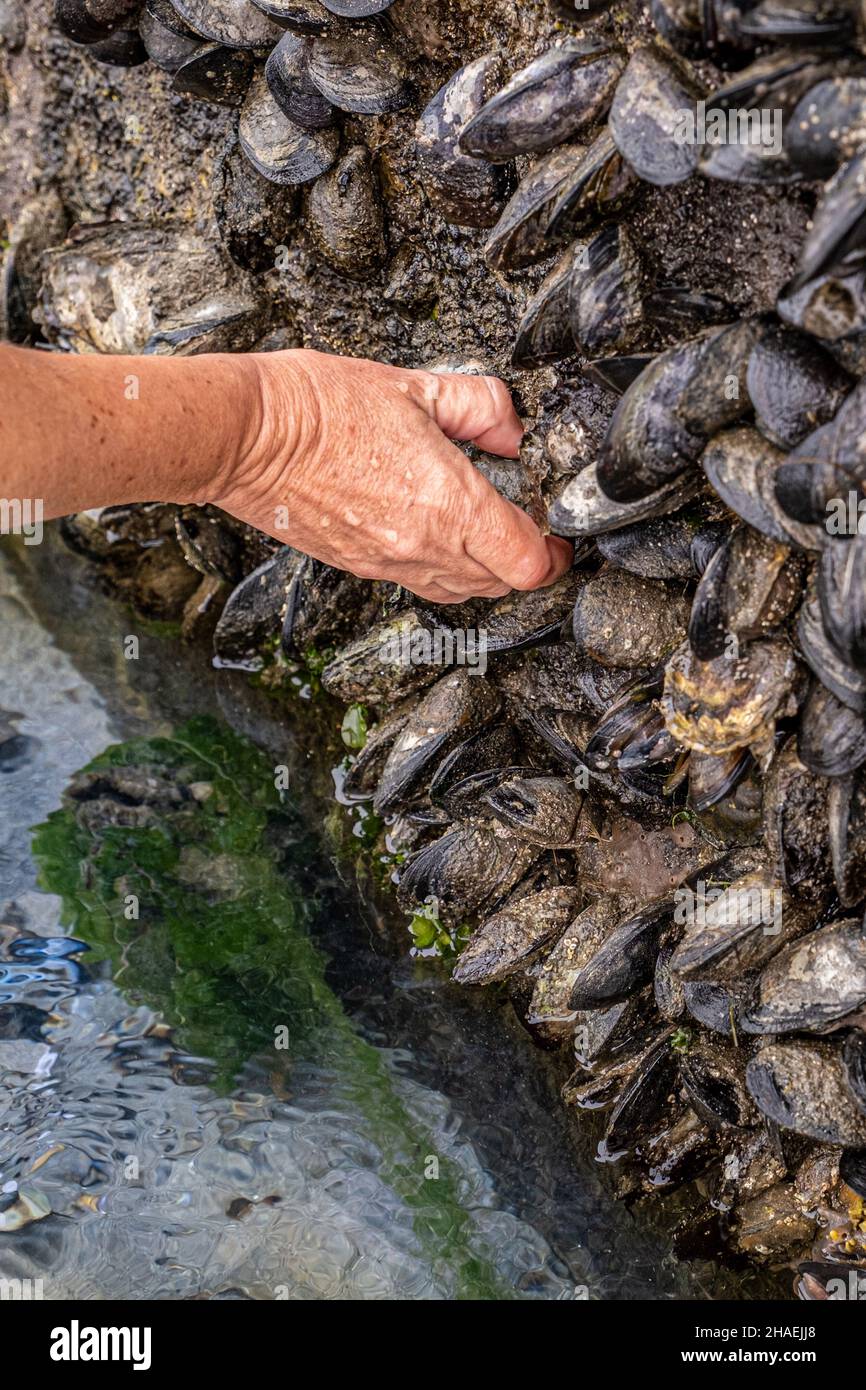 Hand fishing for mussels on the Cantabrian coast of Spain Stock Photo ...