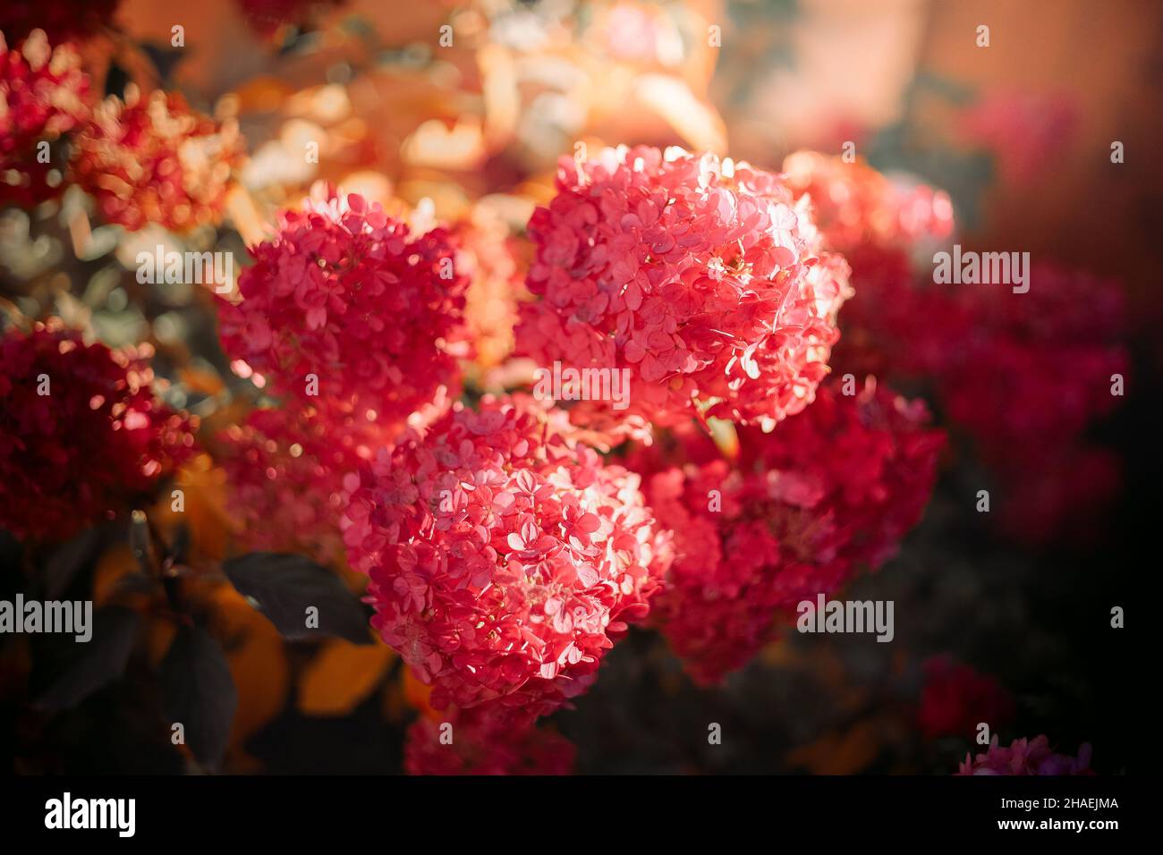 Pink hydrangea in sunlight. Modern cone-shaped flower head Hydrangea ...