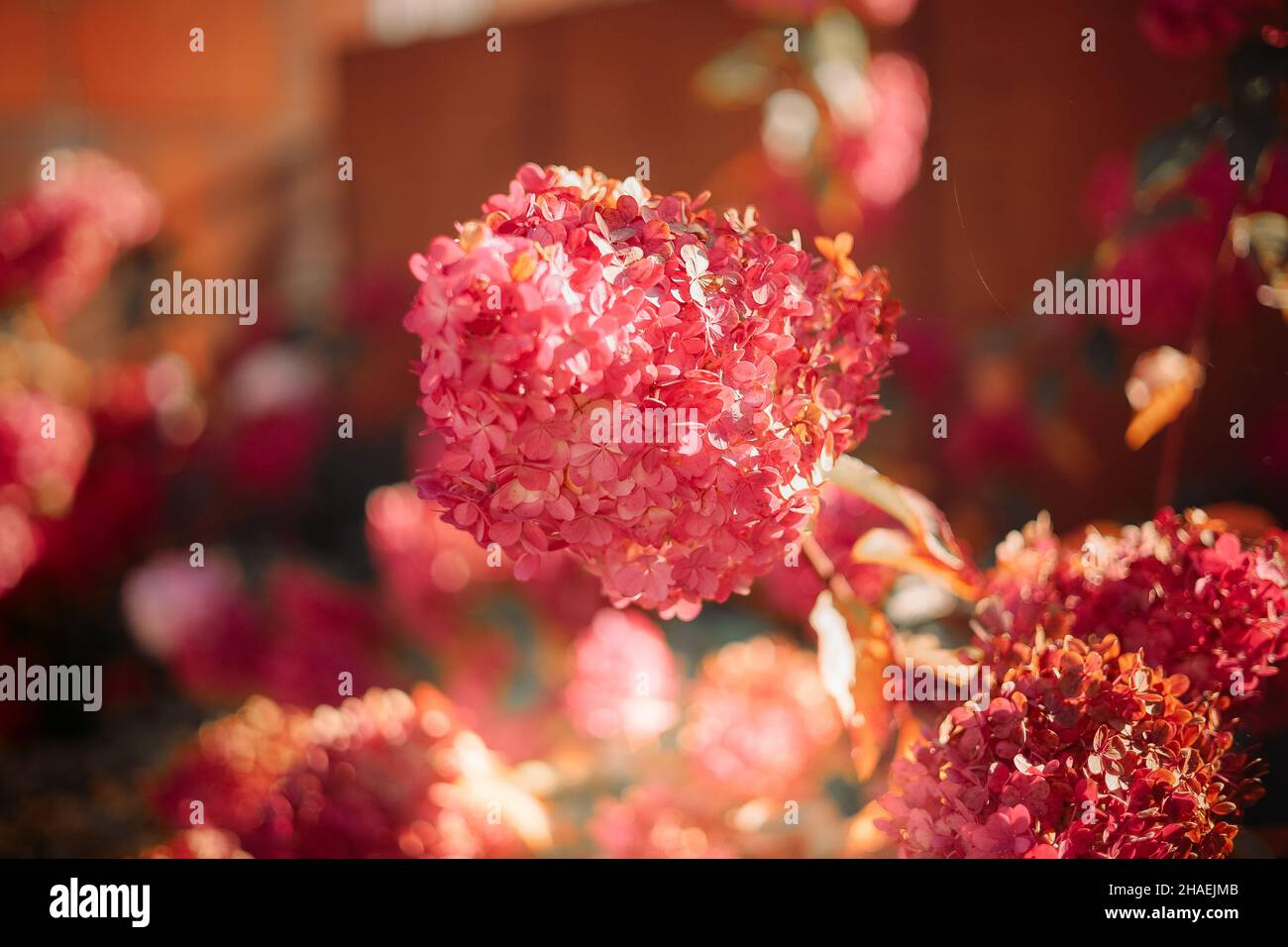 Pink hydrangea in sunlight. Modern cone-shaped flower head Hydrangea ...