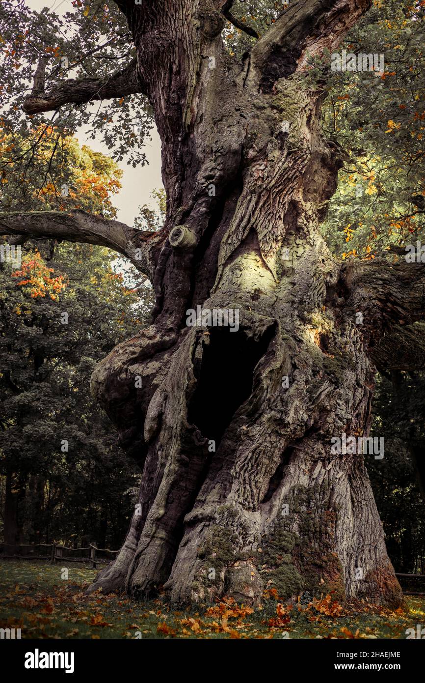 Old gnarled oak tree, autumn branches, natural background. Magical ...