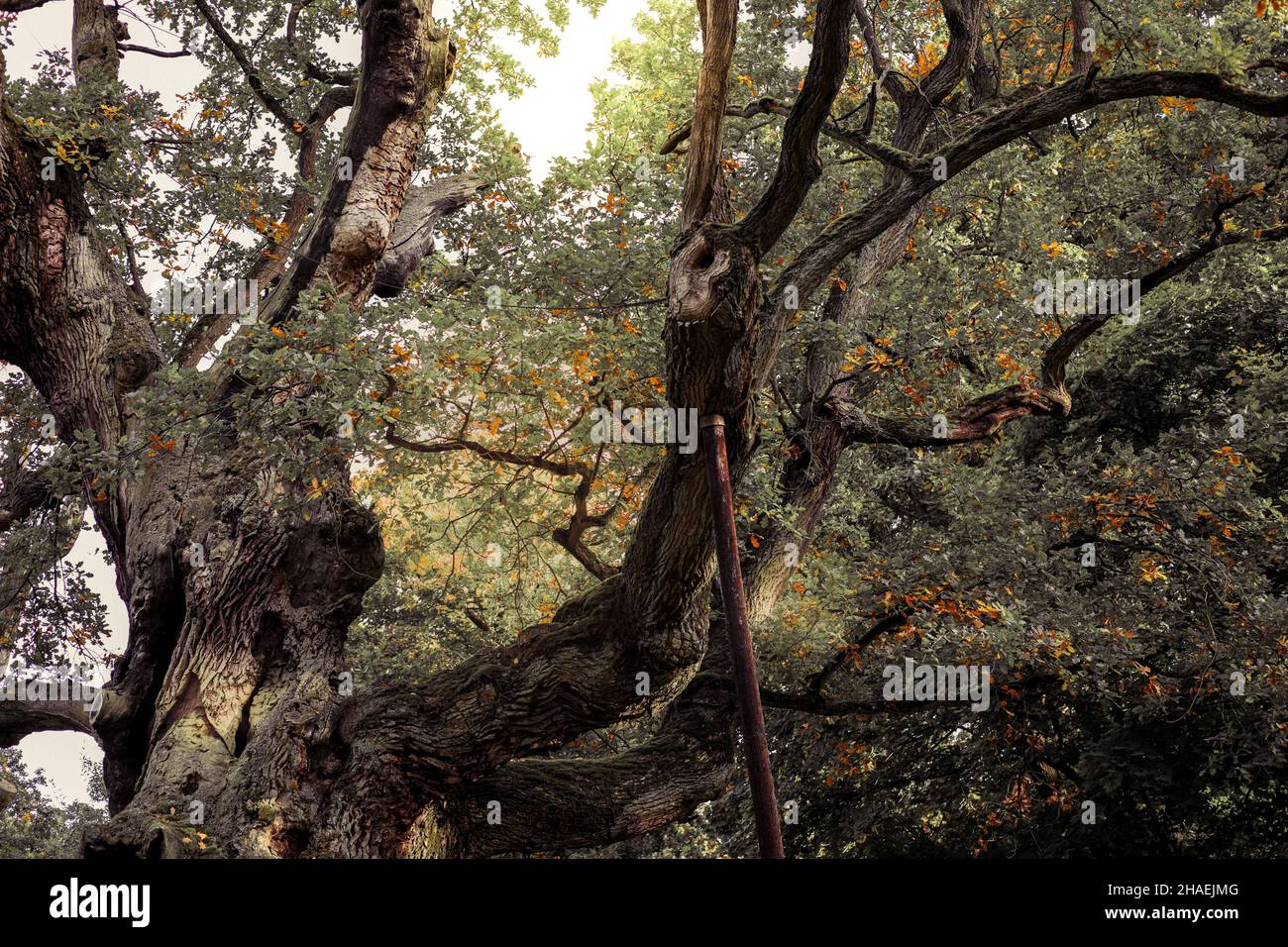 Old gnarled oak tree, autumn branches, natural background. Magical ...