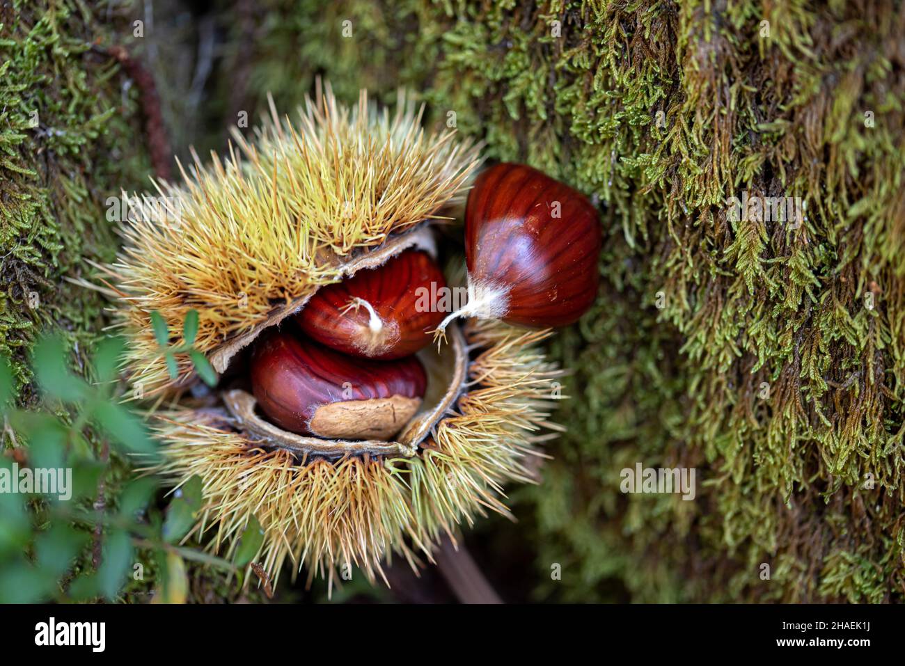 Chestnut tree fruit hi-res stock photography and images - Alamy