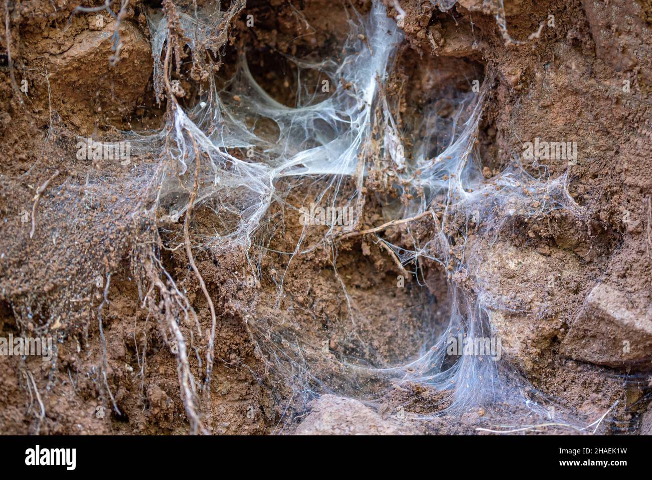 Cobweb strand hi-res stock photography and images - Alamy