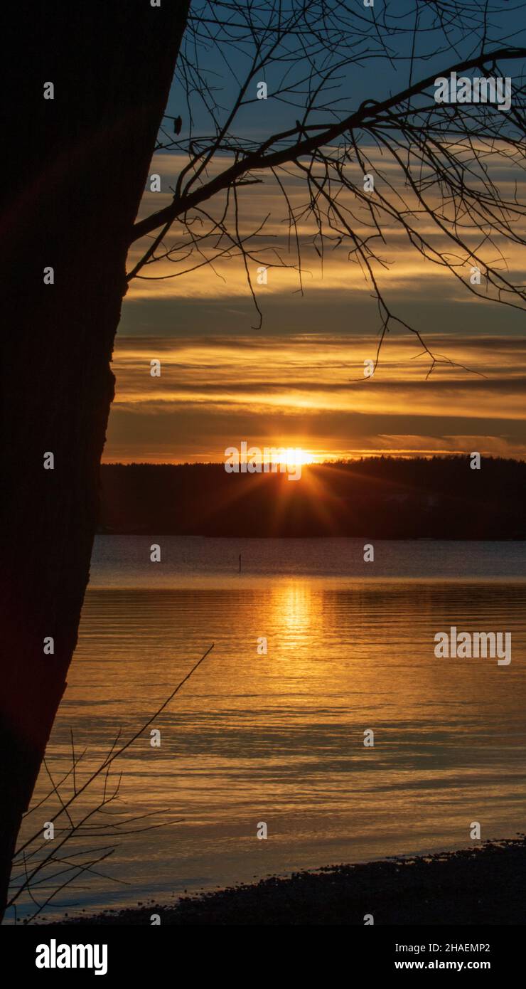 A vertical shot of a leafless tree with a mesmerizing view of the ...