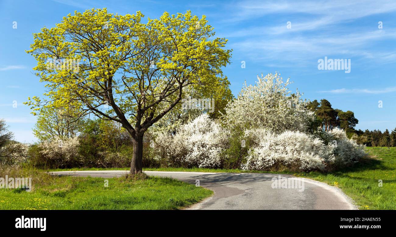 Springtime view, road and flowering trees Stock Photo - Alamy