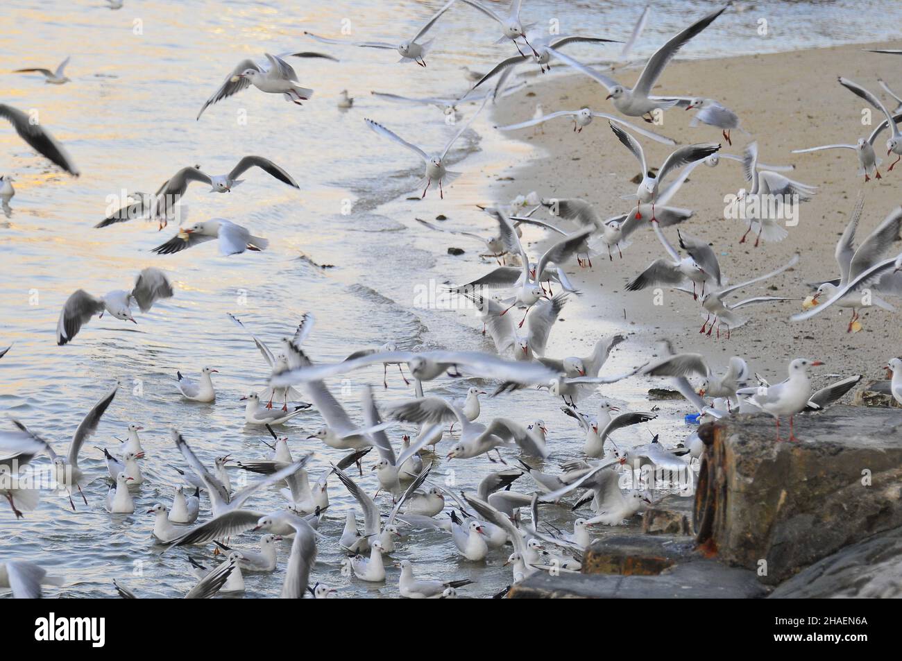 A beautiful view of a flock of seagulls flying at the beach Stock Photo ...