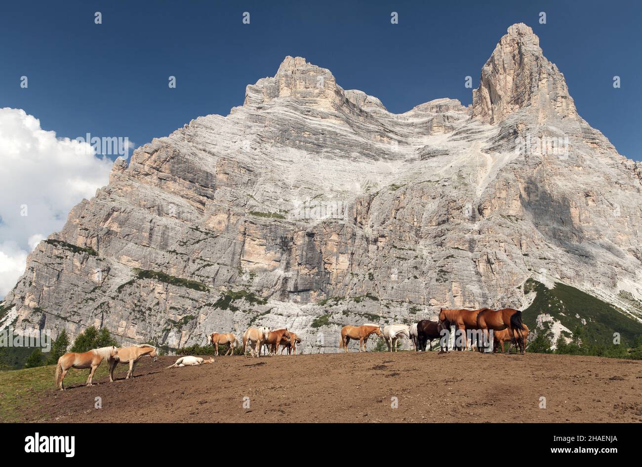 Cows and horses under Monte Pelmo in Italian Dolomities Stock Photo - Alamy