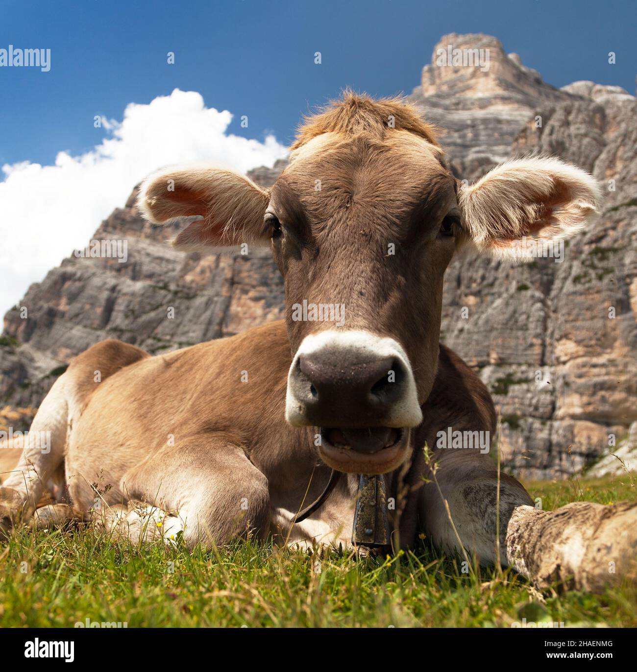 Bos agriculture hi-res stock photography and images - Alamy