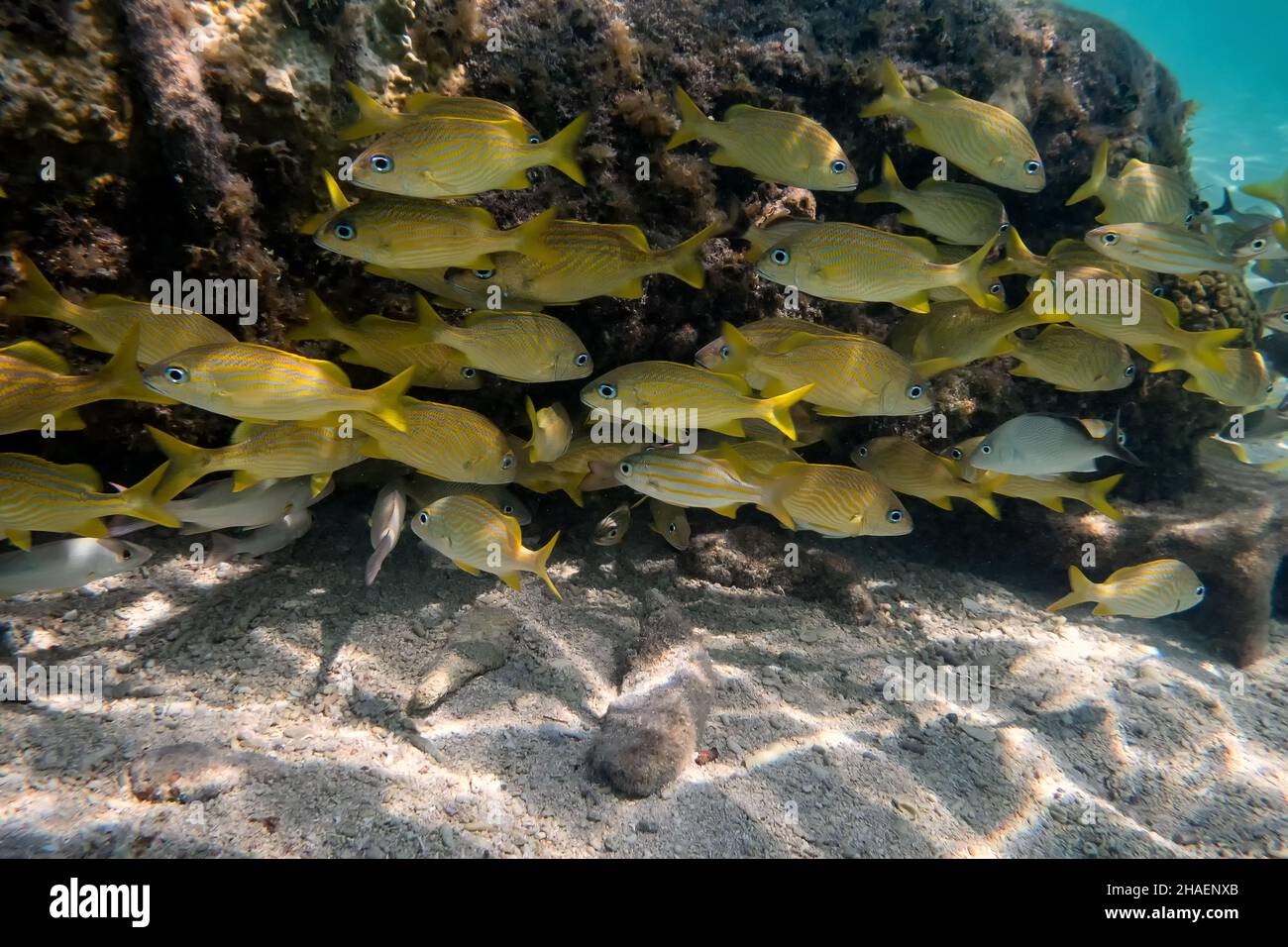 Underwater shot of a group of yellow fish hiding beside a rock Stock ...