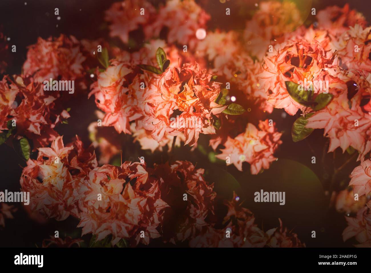 Secret garden, Summer flowers of azalea, rhododendron, natural ...