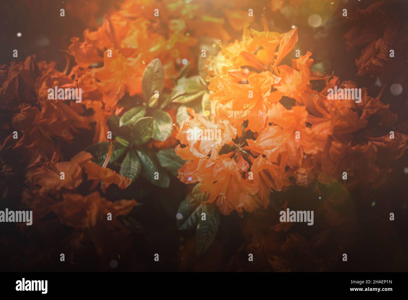 Secret garden, Summer flowers of azalea, rhododendron, natural ...