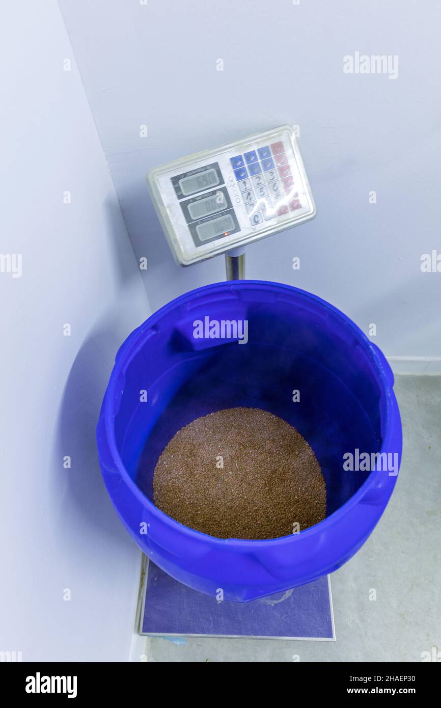 The process of making craft beer in a factory Stock Photo - Alamy