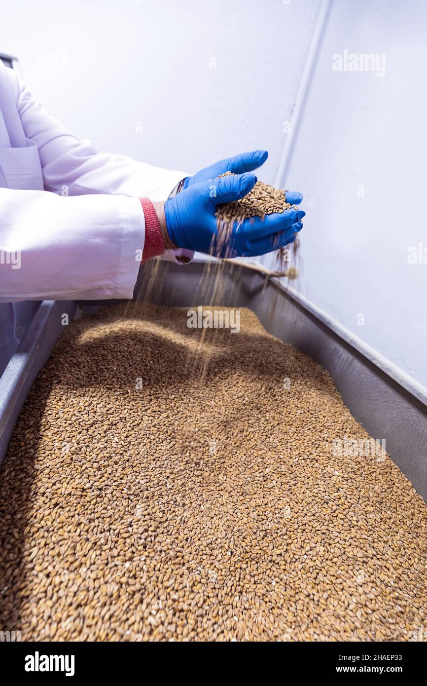 A worker making craft beer in a factory Stock Photo - Alamy