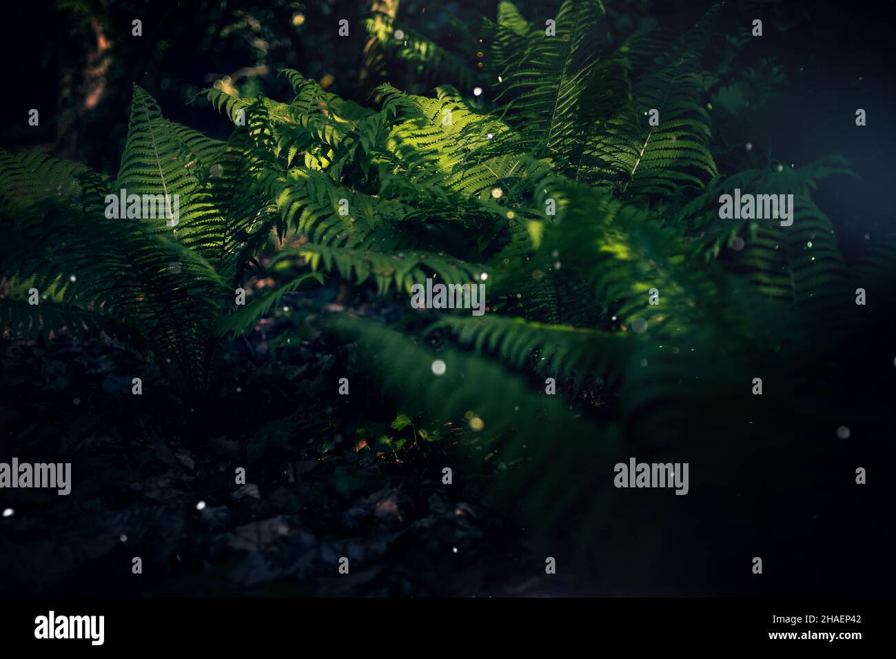 Enchanted forest, magical ferns. Green witch plants, mystical woodland ...