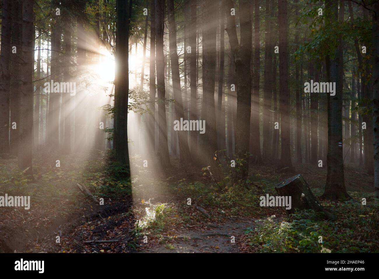 View from wood with contreyour sun rays Stock Photo - Alamy