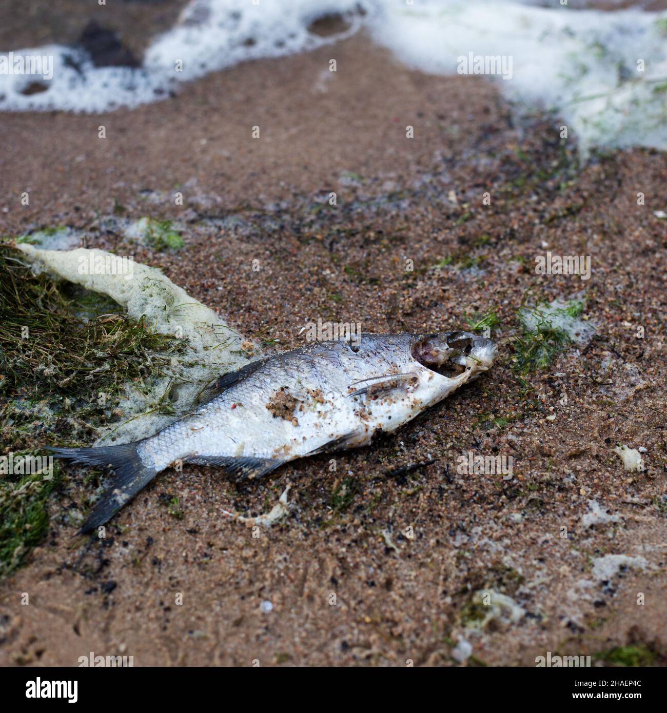 Dead fish on the shore of the lake. Fish on the sand Stock Photo - Alamy