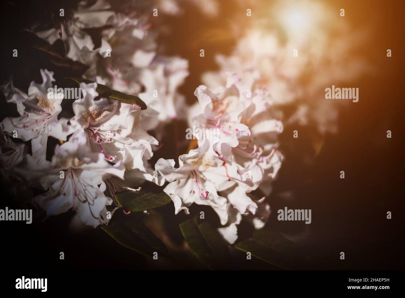 Secret garden, Summer flowers of azalea, rhododendron, natural ...